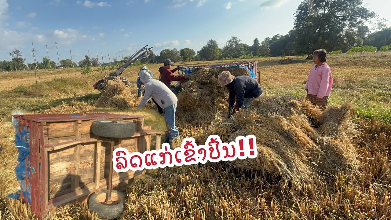 มาขนข้าวช่วยแม่เจียบ!!เกิดอุบัติเหตุรถไถคว่ำกลางทุ่งนา😲😲 - YouTube