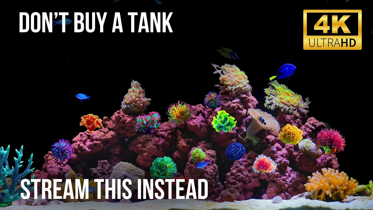 🐟 Peaceful Fish Tank 4K with Coral Reefs | Calming Aquarium Sounds for ...
