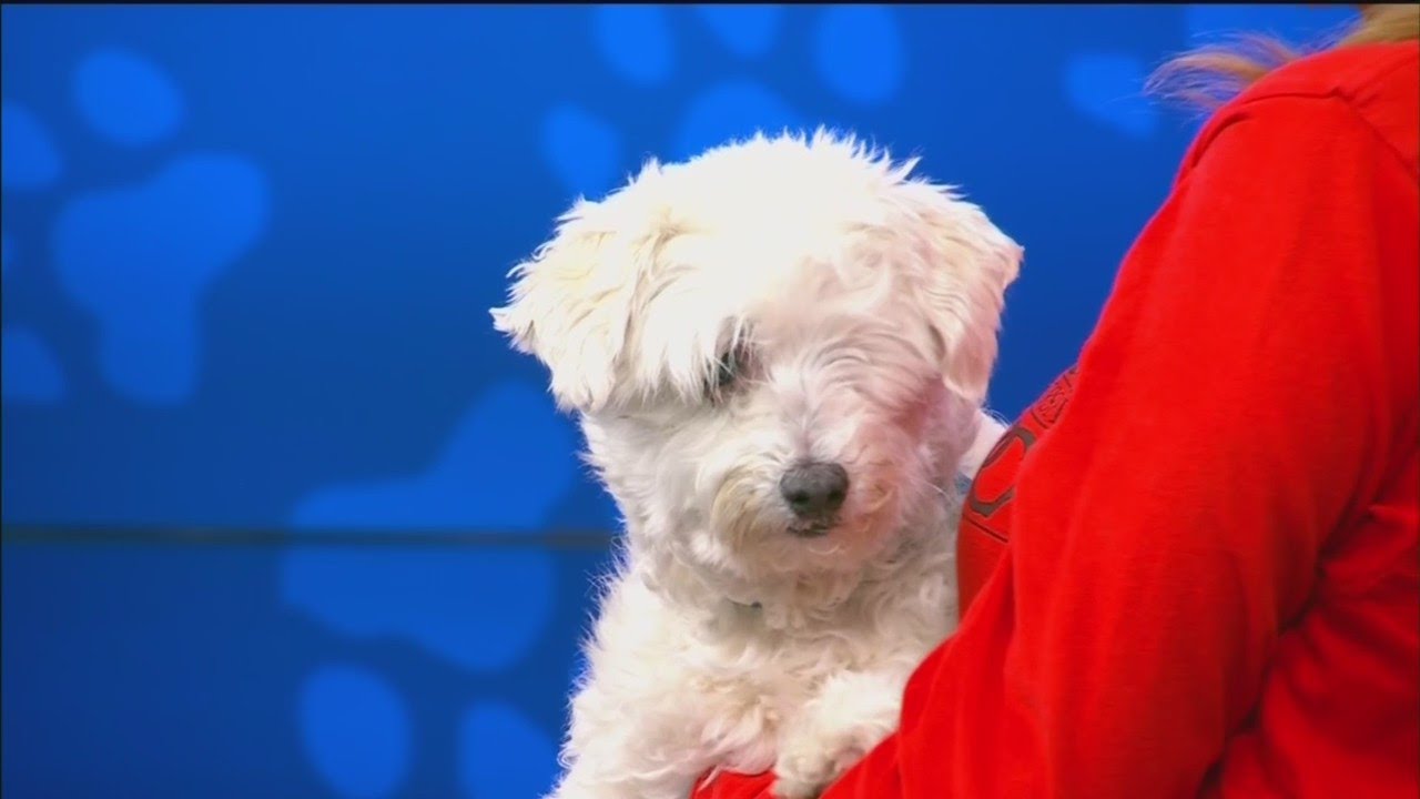 Pet of the Week: Popeye - YouTube