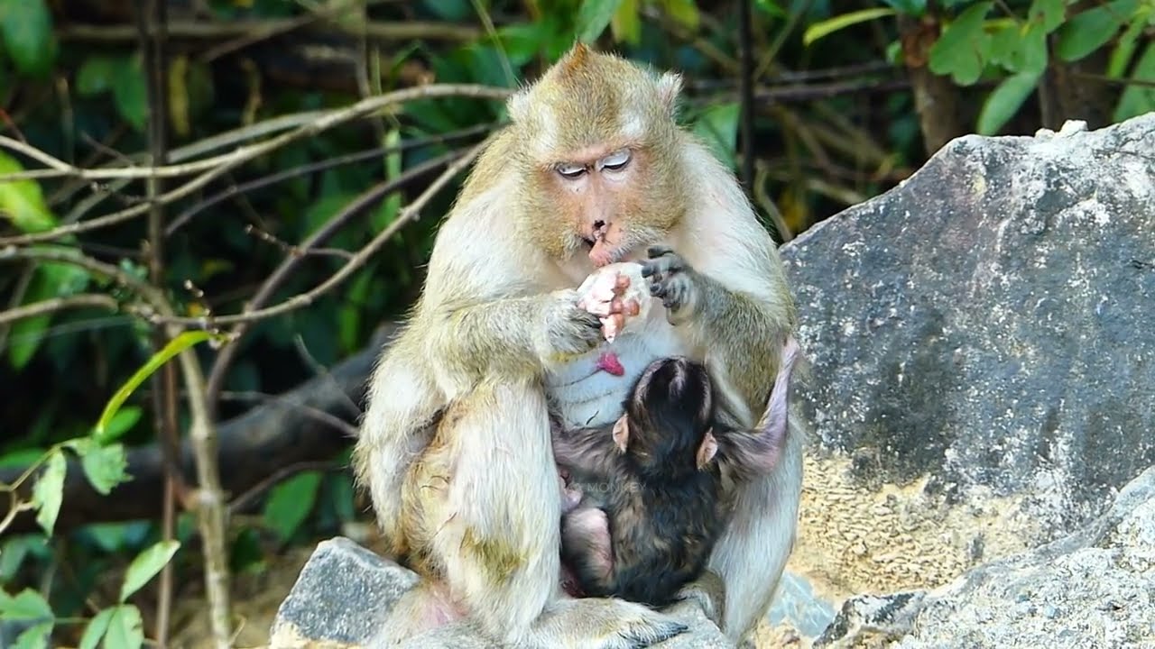 New Story | Old Mom Lucy And Nowborn Baby Jam | Crying Loudly Hungry ...