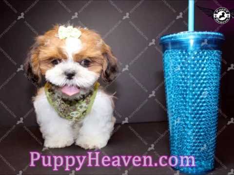 Puppy Heaven -Heavenly Toy and Teacup Puppies for Sale - YouTube