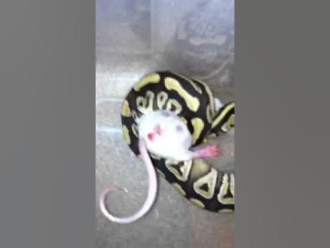 Ball python eating/choking mice. - YouTube