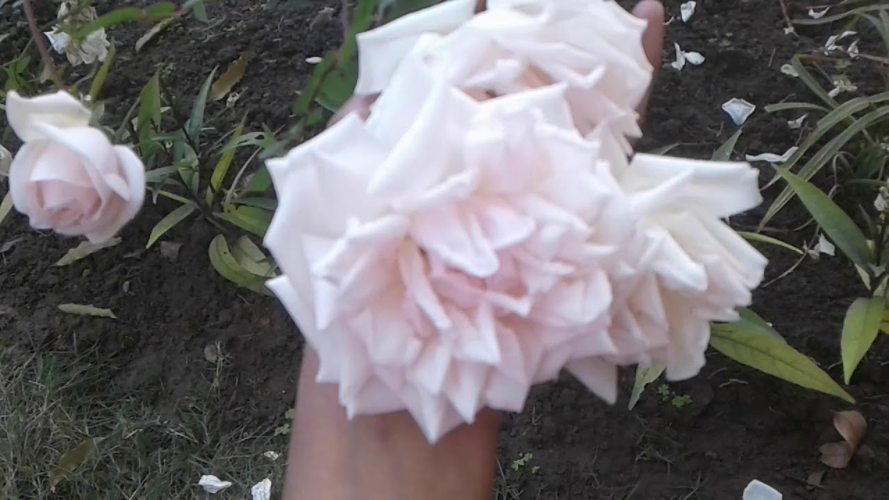 Gulab Ka Phool so beautiful flower - YouTube