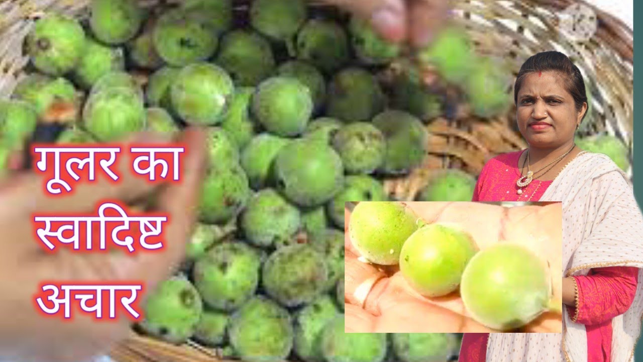 गुलर का स्वादिष्ट अचार | How to make Gular/dumar Pickle | Gular Recipe ...