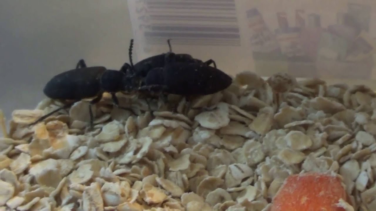 How to Breed Superworms - YouTube