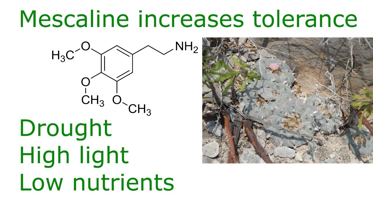 Mescaline as a Growth Regulator in Stressful Conditions - YouTube