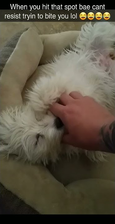 When You Hit That Spot And Bae Cant Resist Tryin To Bite You Youtube