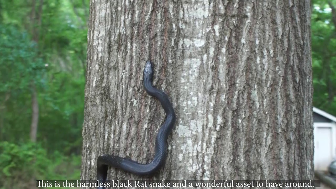 Eastern Rat Snake Climbing - YouTube