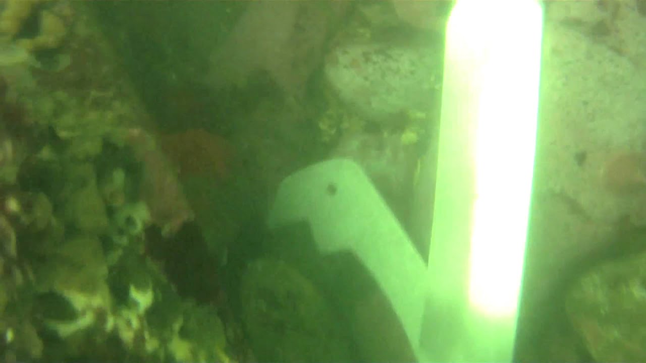 Abalone Diving Fort Ross 4-9-2011 in 1080p - YouTube