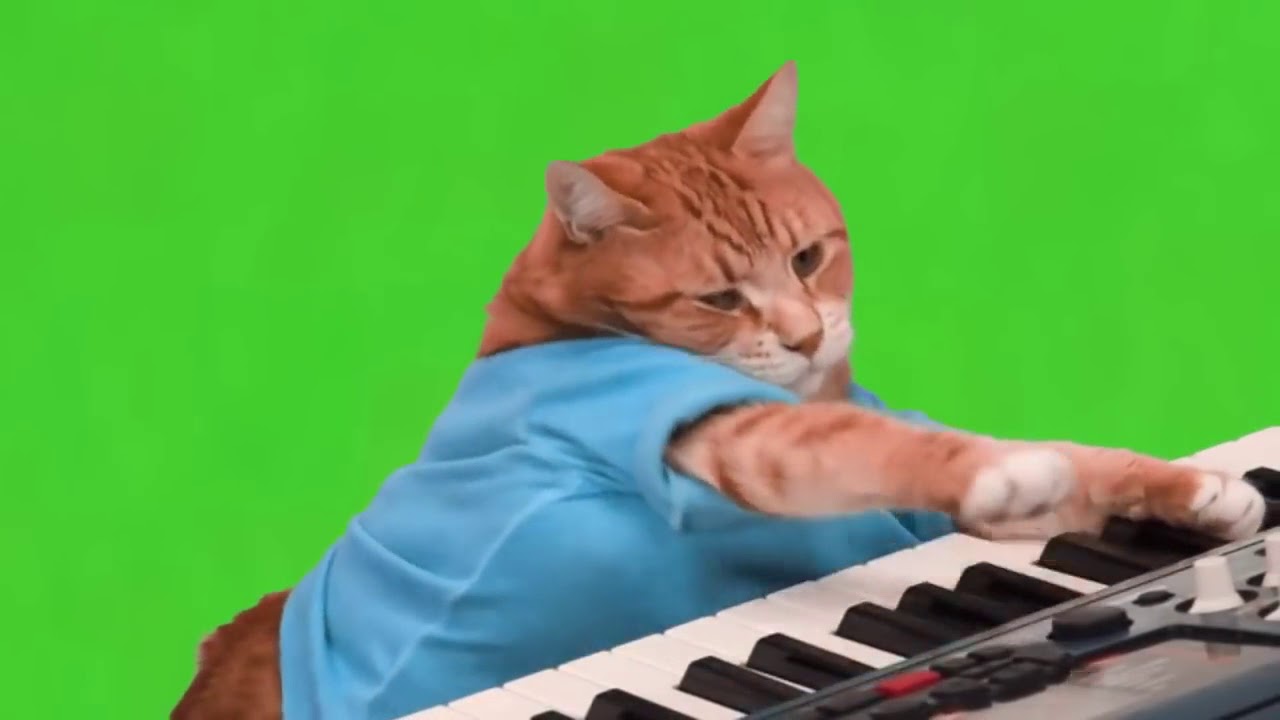 Gato tocando el piano con fondo verde HD - YouTube