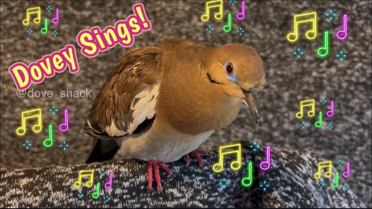 ️ White-winged Dove Sings Along! (Dovey coos to favorite song!) #doves ...