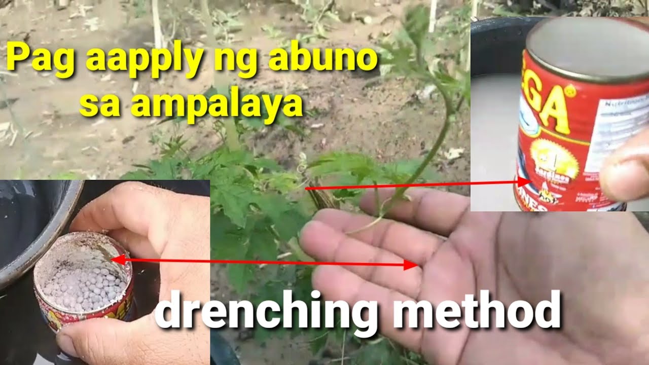 paano mag apply ng abuno sa ampalaya (how to apply fertilizer sa ...