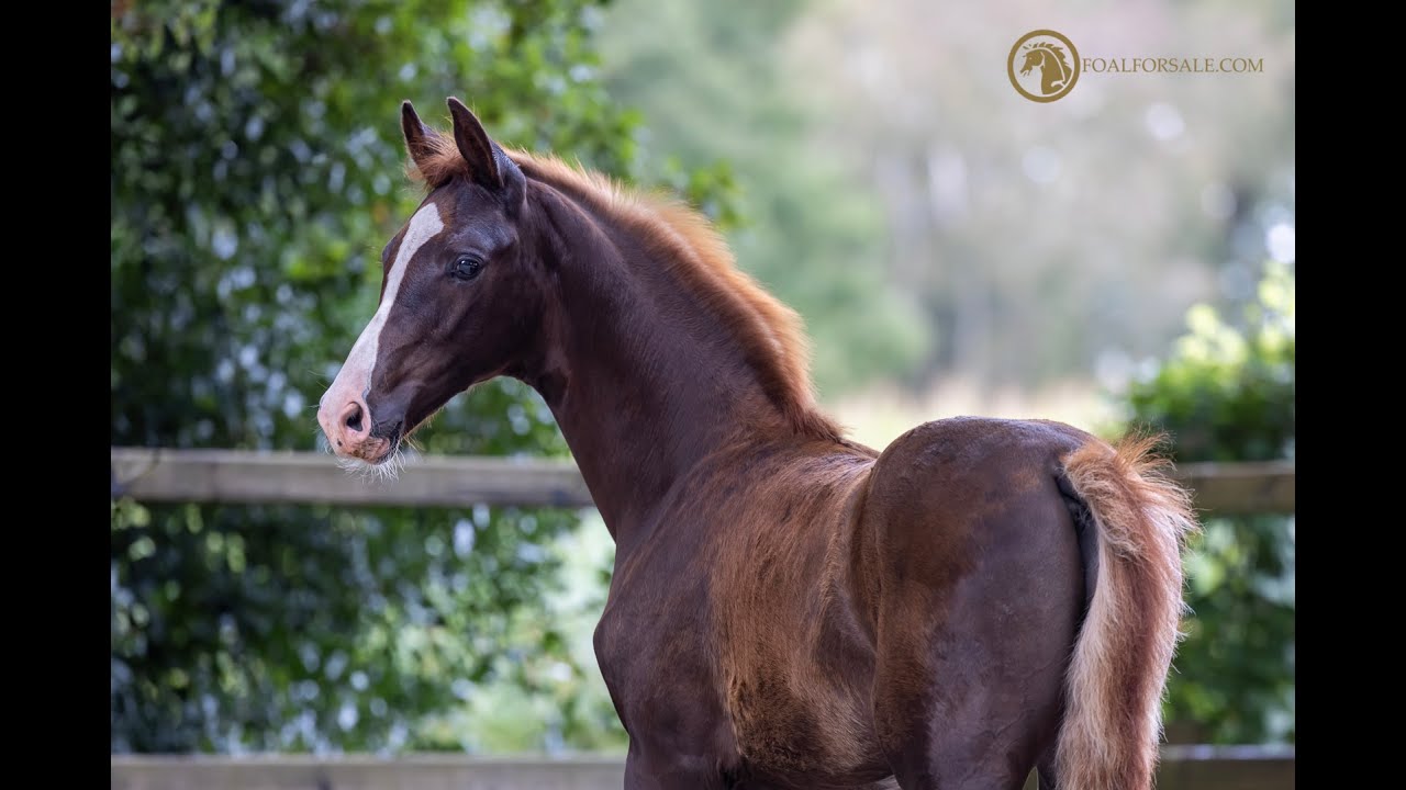 SOLD: Stallion 2021- Ferguson x Charmeur x Ferro - YouTube