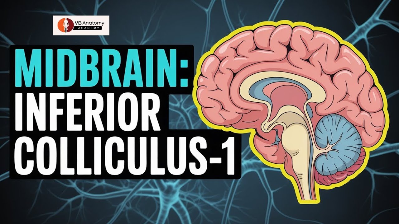 Mid Brain Anatomy: Crus Cerebri and Substantia Nigra - YouTube