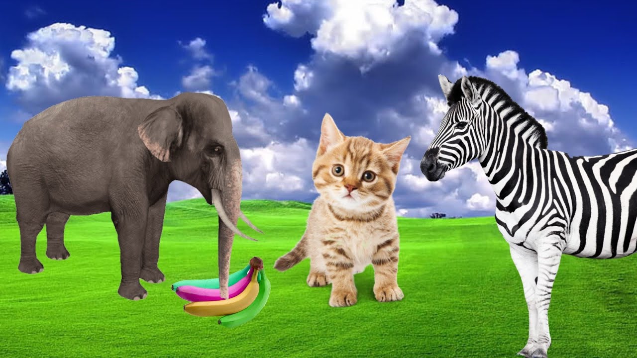 Wild animals sounds in Peaceful: Bull, Raccoon, crocodiles, lion, sheep ...