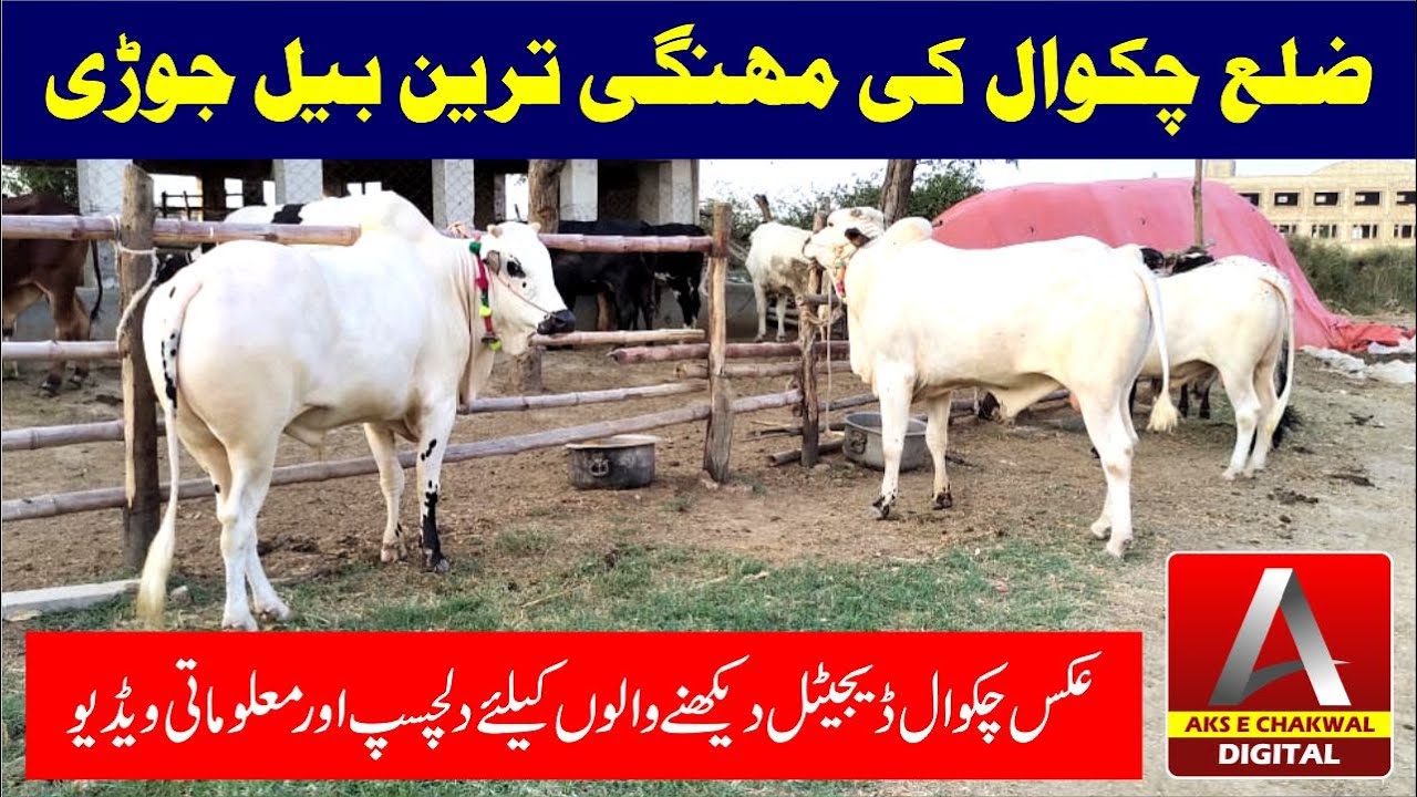 shehryar cattle farm chakwal - The most expensive bull pair ...