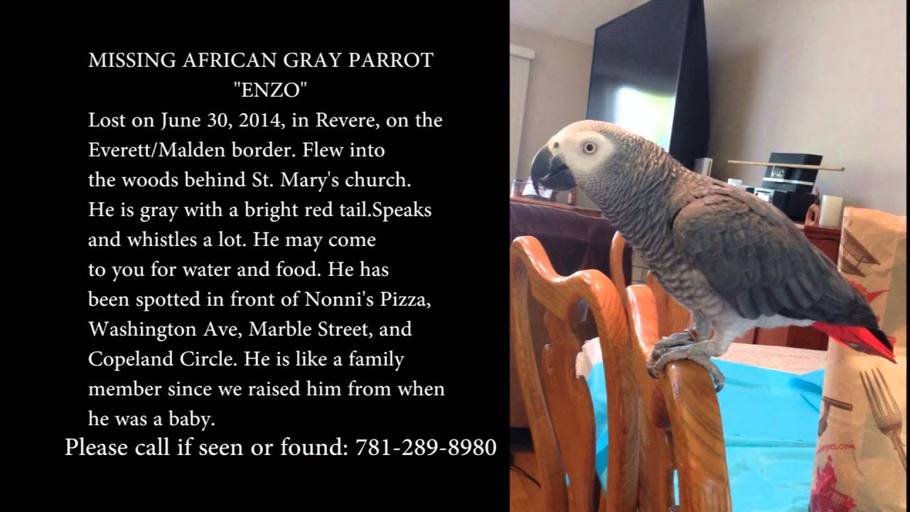 Missing Parrot in Revere - "Enzo" - YouTube