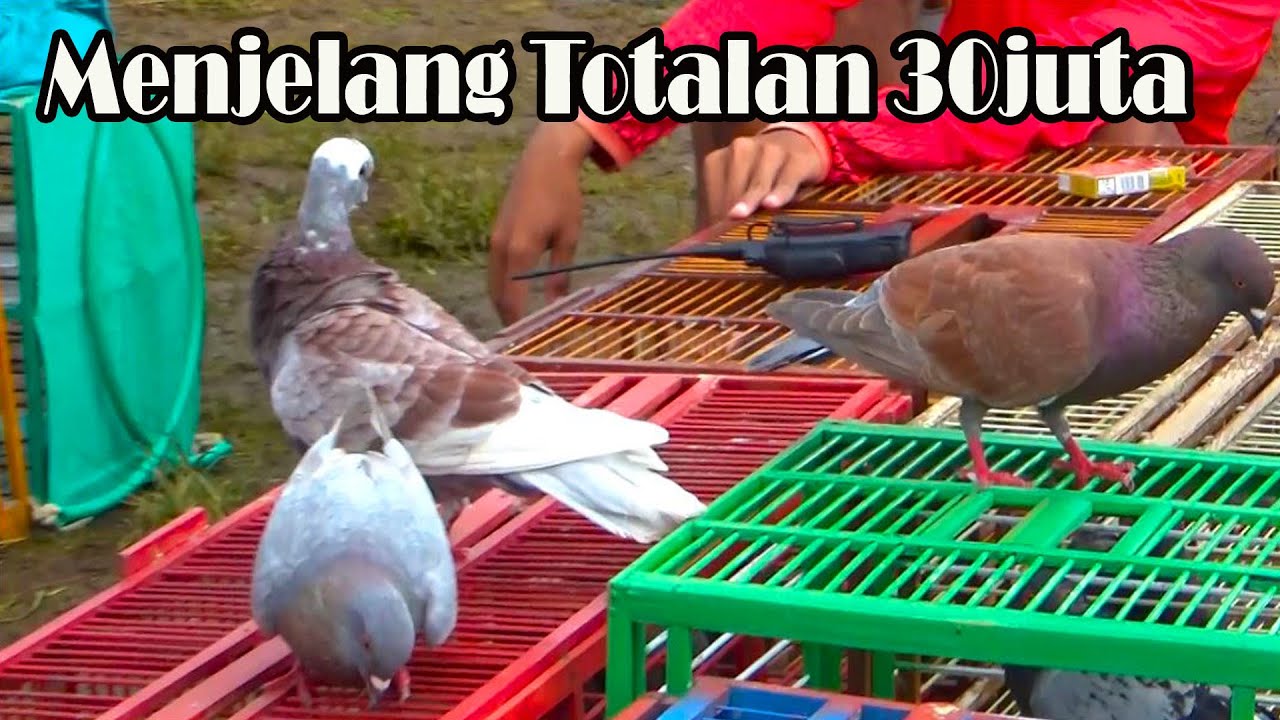 Persiapan Lomba Merpati Kolong 2020 Terbaru di Lapak Tunas Bakti ...