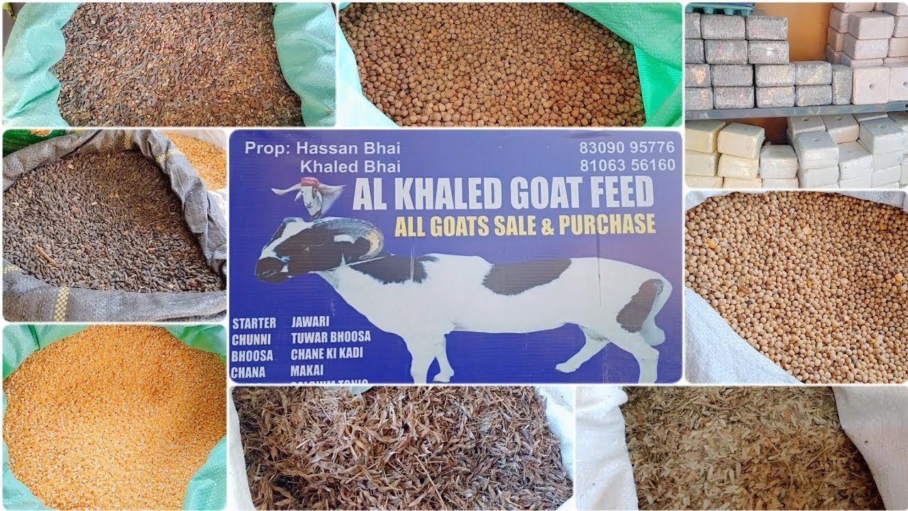 Goat Feed & Goat Accessories | Al Khaled Goat Feed Hyderabad - YouTube