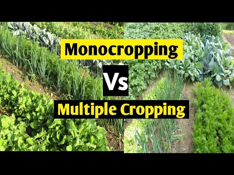 Multiple cropping | Types of intercropping | Agronomy - YouTube