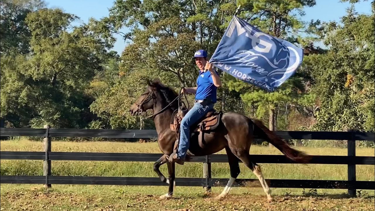 Maui - Paso Fino Gelding (SOLD) | The Horse Guru - Michael Gascon - YouTube