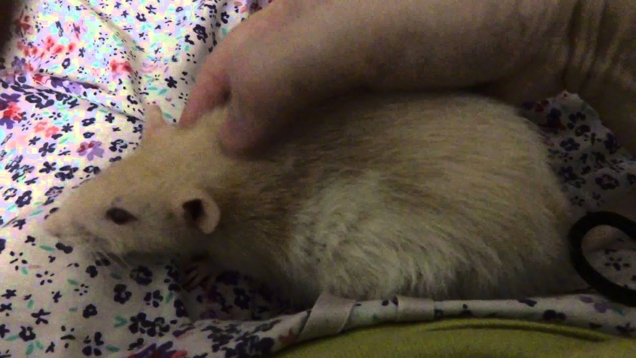 Update On Our Female Rats. - YouTube