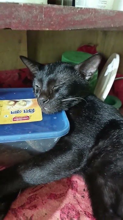 আম্মু না বলো আব্বু। 🤩 #catshorts #cat #youtubeshorts #catcat #viralcatsshorts #shortsfeed # ...