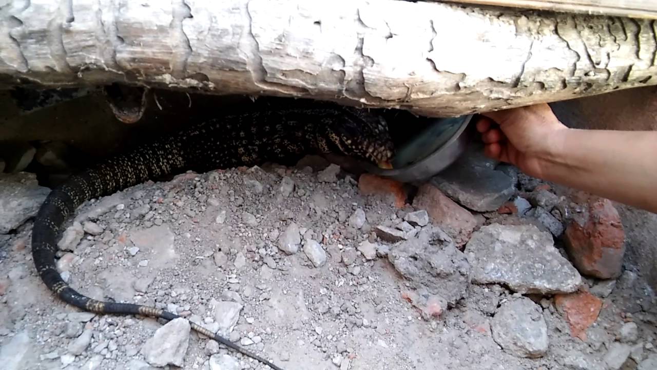 Iguana Overa - YouTube