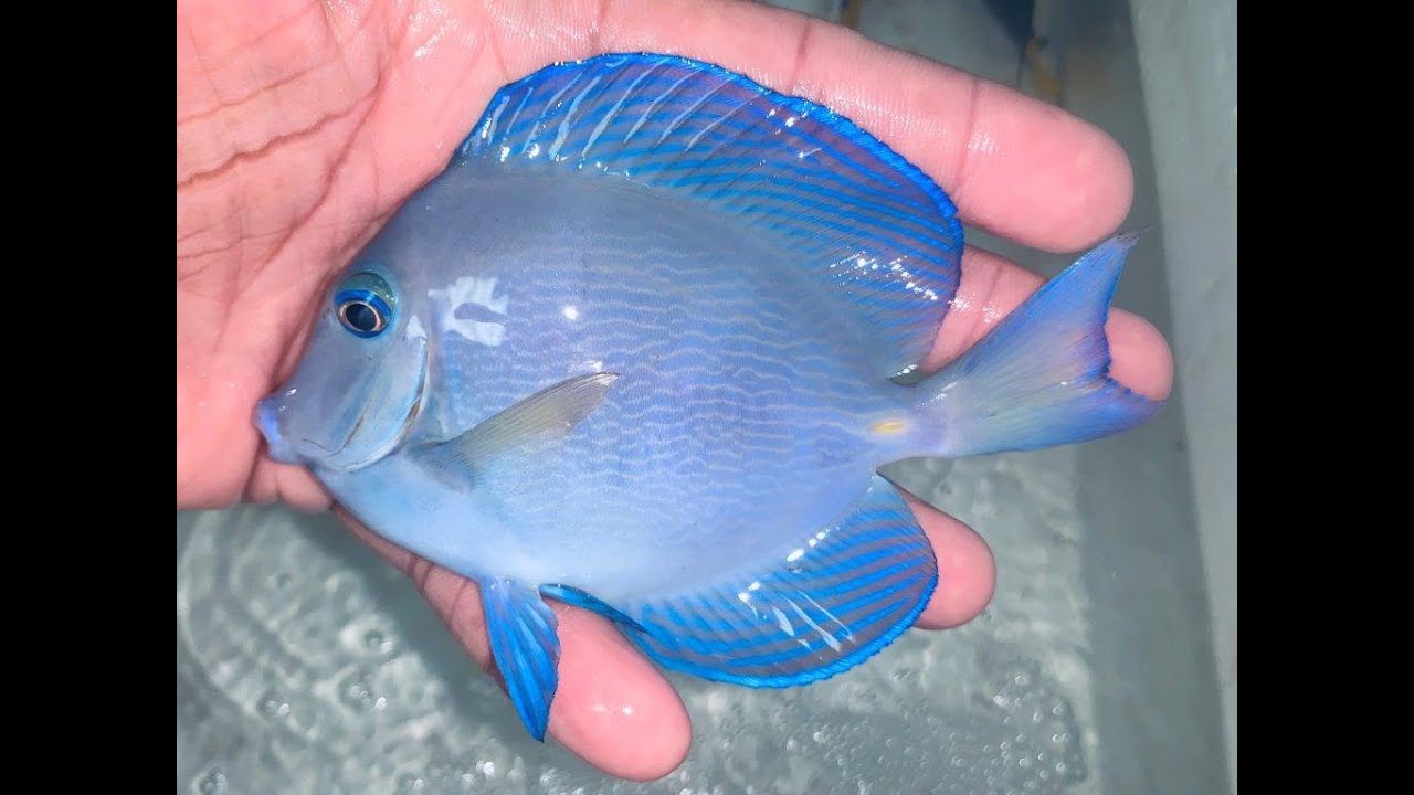 “COLORFUL” Atlantic Blue Tangs! - YouTube