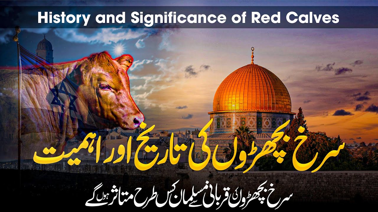 Israel Sacrificing Red Heifer In April | Red heifer in Israel | Laal ...