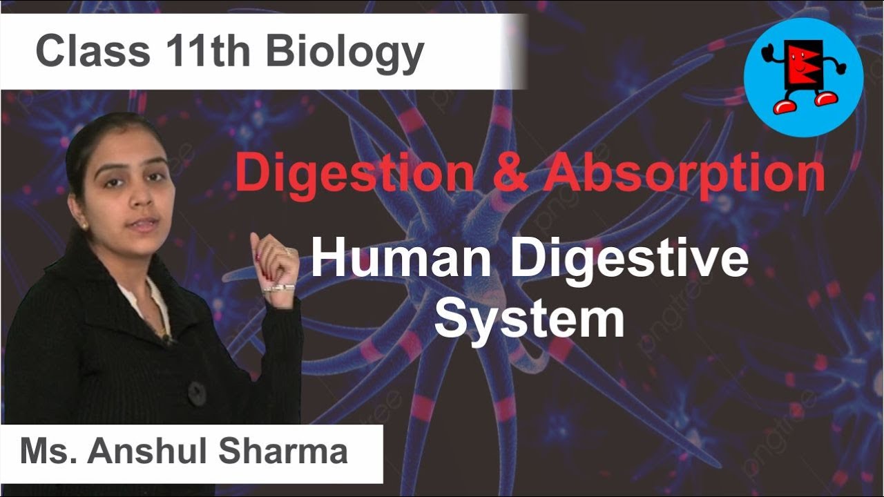 CBSE Class 11 Biology Digestion and Absorption Human Digestive System ...