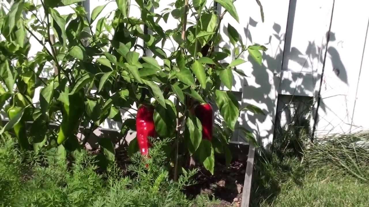 Red Marconi Pepper Plant - YouTube