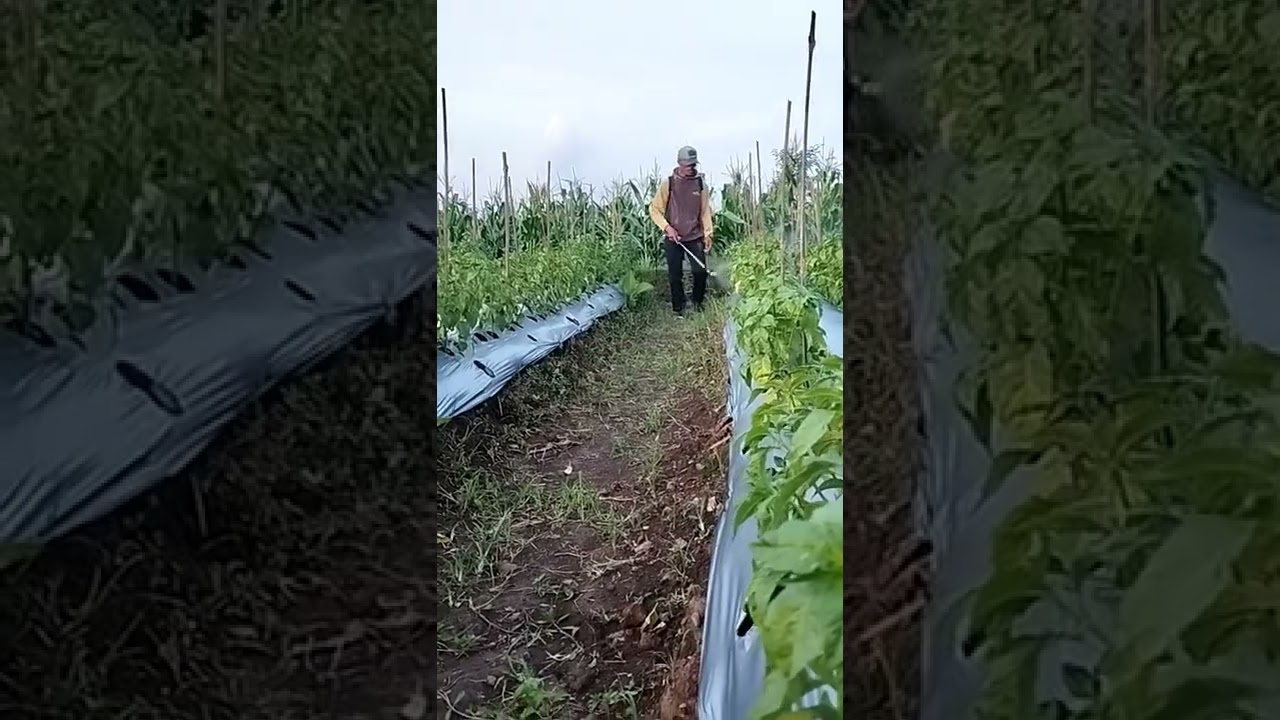 Cara mengatasi hama trips pada tanaman cabe - YouTube