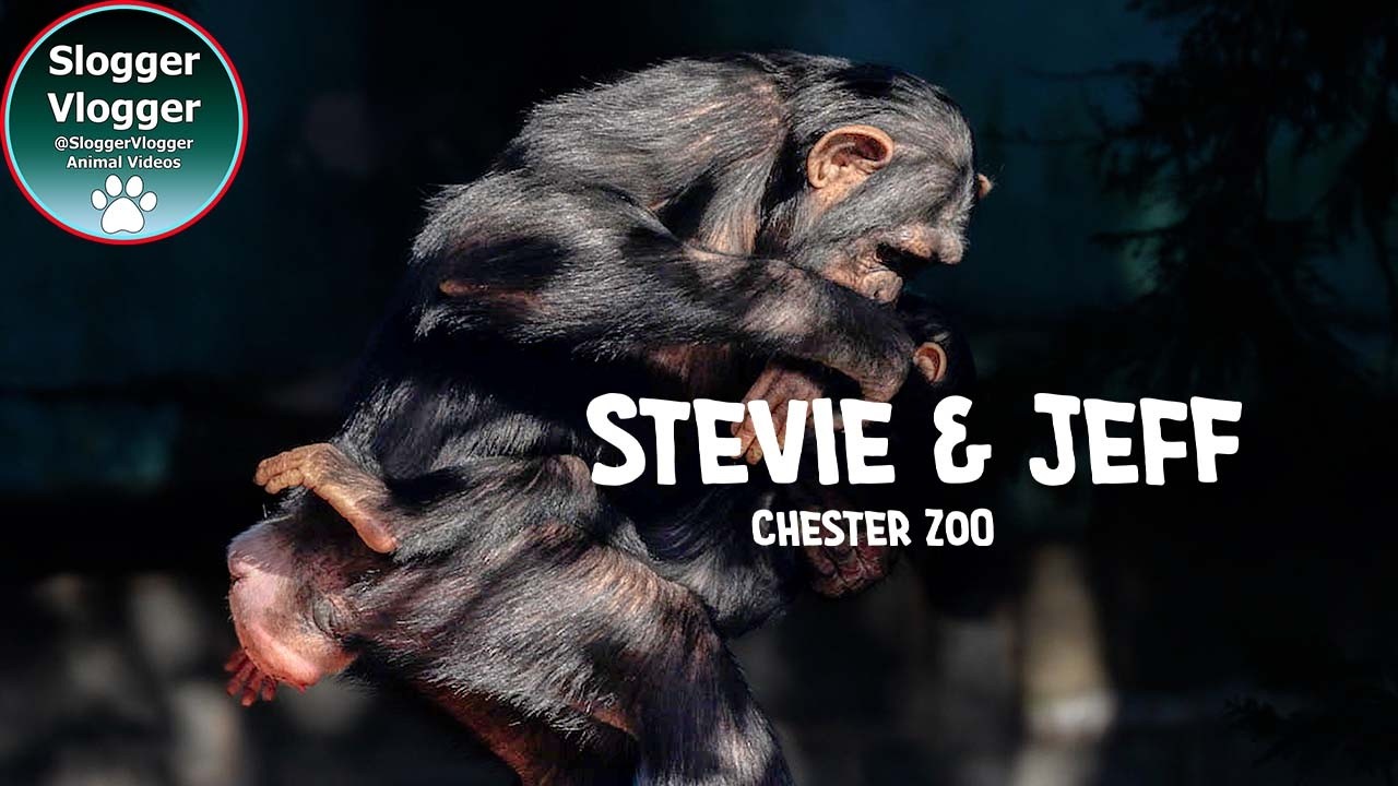 Baby Chimp Jeff Outpaces Sally – Zee Zee’s Protective Rush #ChesterZoo ...