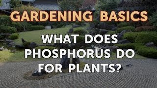 What Does Phosphorus Do for Plants?