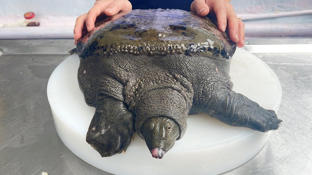 Recipe for cooking freshwater turtles, salt-roasted freshwater turtles ...