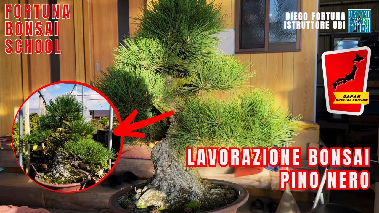 Lavorazione Bonsai Pino Nero [Japan Special Edition] - YouTube