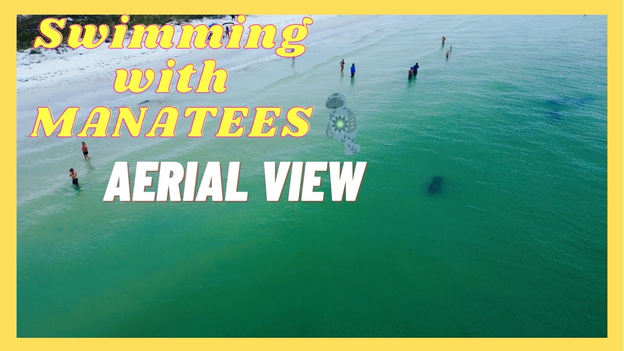 SWIMMING WITH MANATEES | AERIAL VIEW 2023 - YouTube