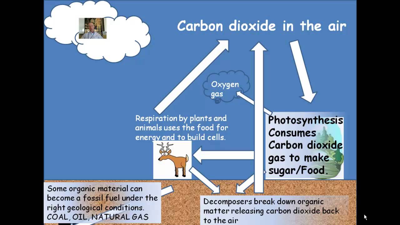 Carbon Oxygen Cycle YouTube carbon-oxygen-cycle-youtube