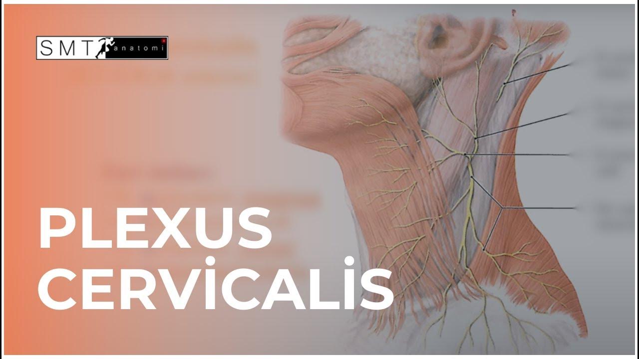 Zor Zannedilen Bir Konu: Plexus cervicalis - YouTube