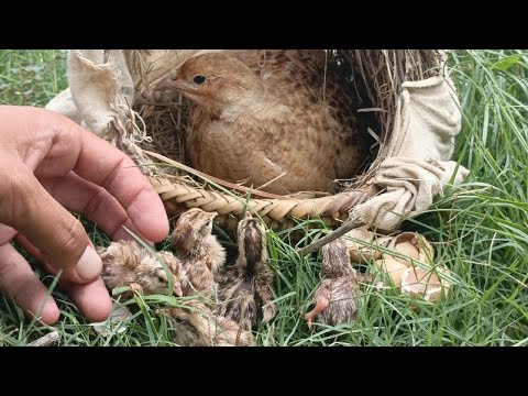 teetar chicks | new born Partridge birds baby - YouTube