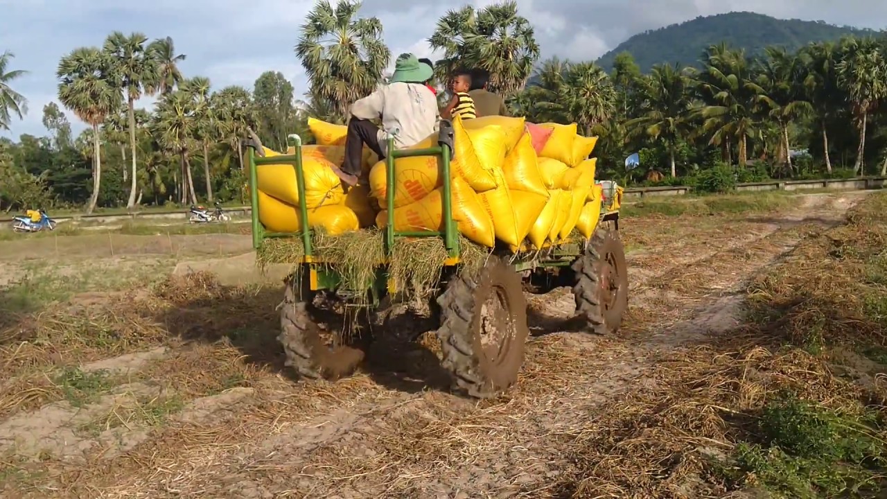 Máy kéo lúa cay tiên 4 máy - YouTube