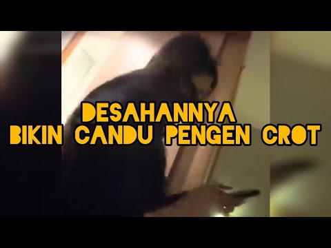 Uda manis, cantik apalagi kurengnya mbak ini, g0yangannya endes