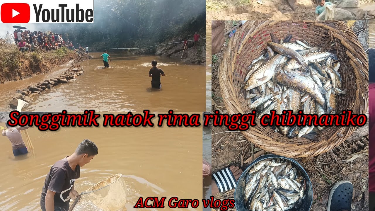 Songgimik natok rima ringgi chibimaniko || ACM Garo vlogs - YouTube