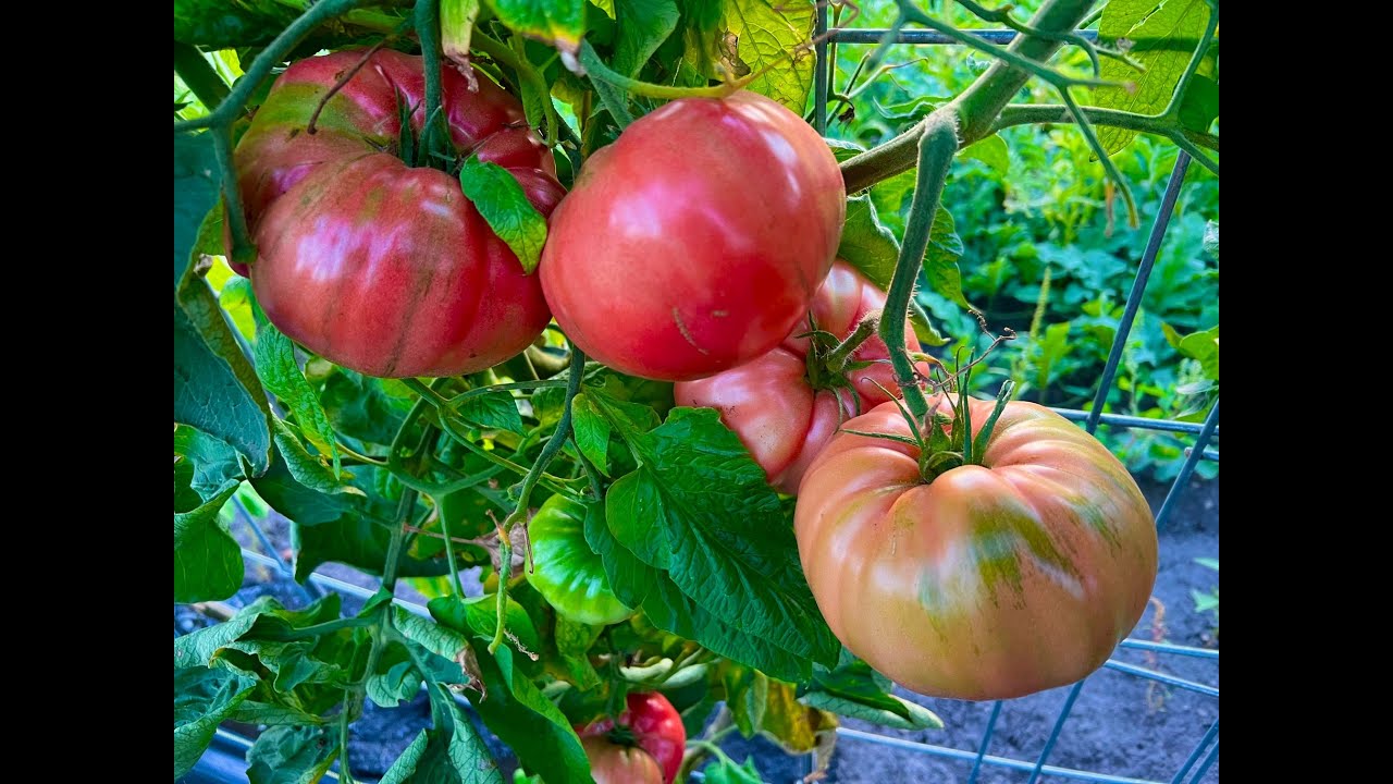 My One Night Battle To Prevent Frost Damage On My Tomatoes - YouTube