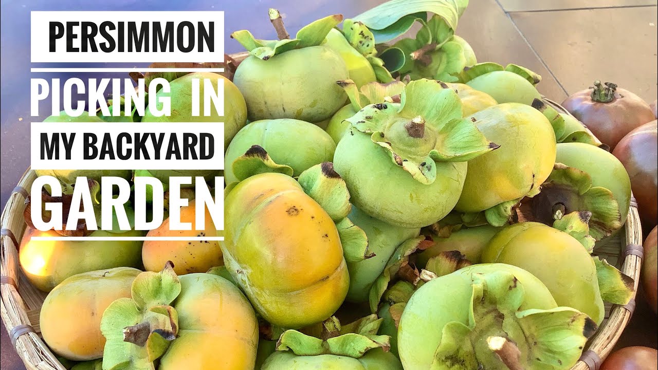 My Dwarf Persimmon Tree In My Backyard / That’s Ate Ems/ Buhay Amerika ...