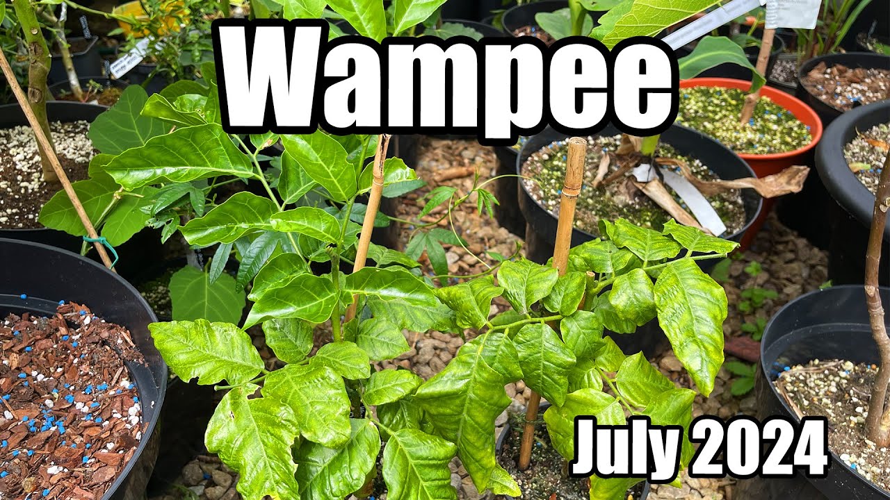 Wampee Trees Update (Clausena lansium) - July 2024 - YouTube