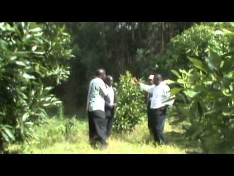 Avocado Farming - YouTube