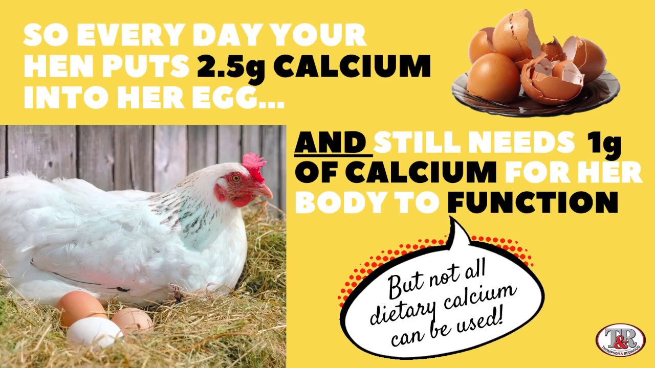 Healthy Home Hens Part III: Feeding Your Hens - YouTube