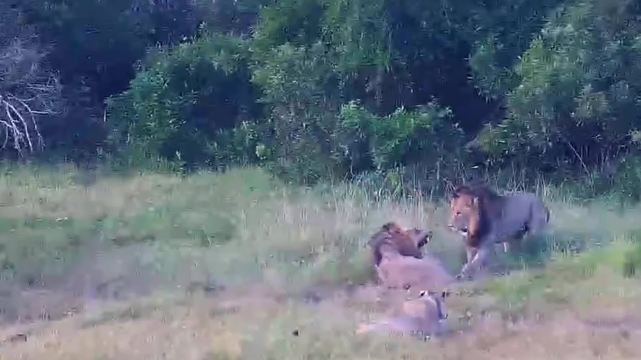 Lions: Start ot a mating session, part3. Tembe: Jan 21 2023, morning ...